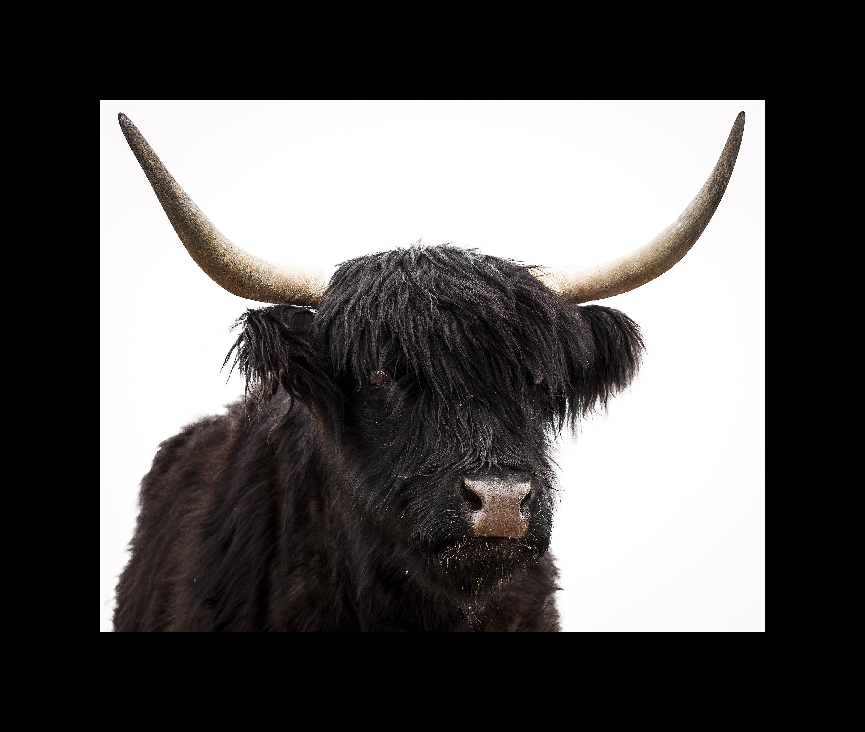 Highland Cow Art Fuzzy Cow Print Photography Cow Canvas Wall - Etsy