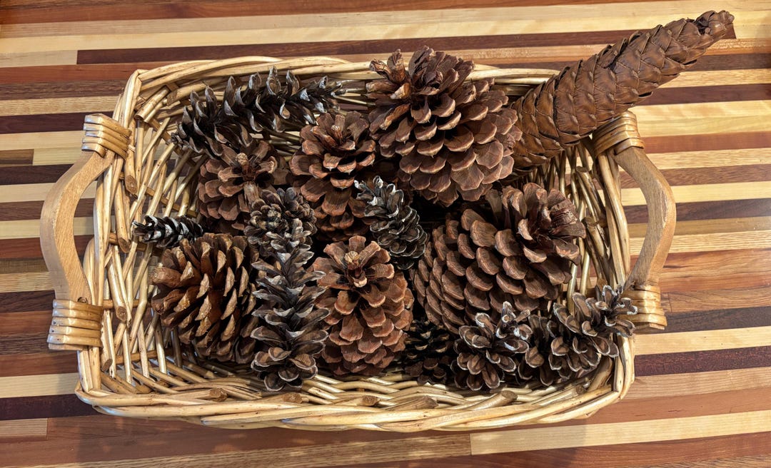 Pine Cones in Basket - Fifteen (15) Assorted Pine Cones With Basket ...