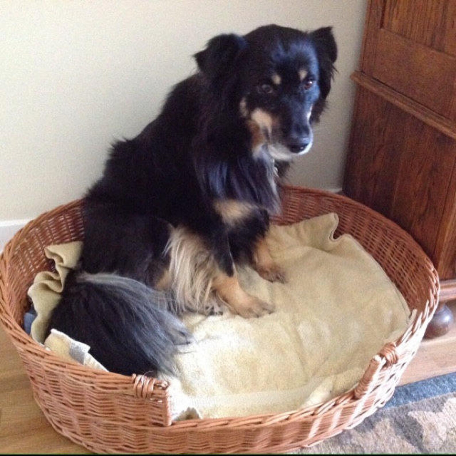 Medium/large Dog Bed Large Dog Basket Wicker Dog Furniture - Etsy