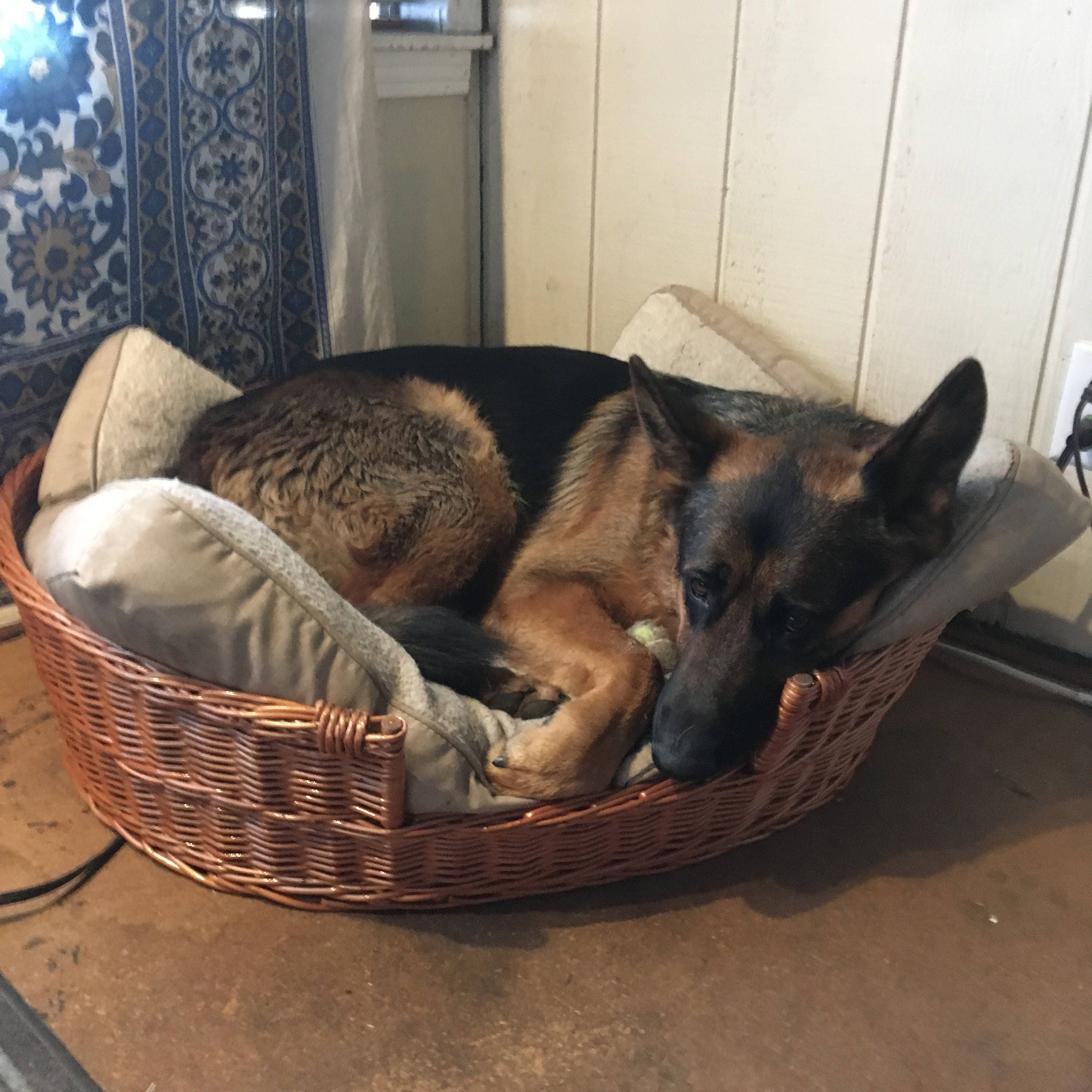 Medium/large Dog Bed Large Dog Basket Wicker Dog Furniture - Etsy