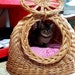 Wicker Cat Bed, Cat Cave, Wicker Cat Basket, Wicker Cat House, Cat ...