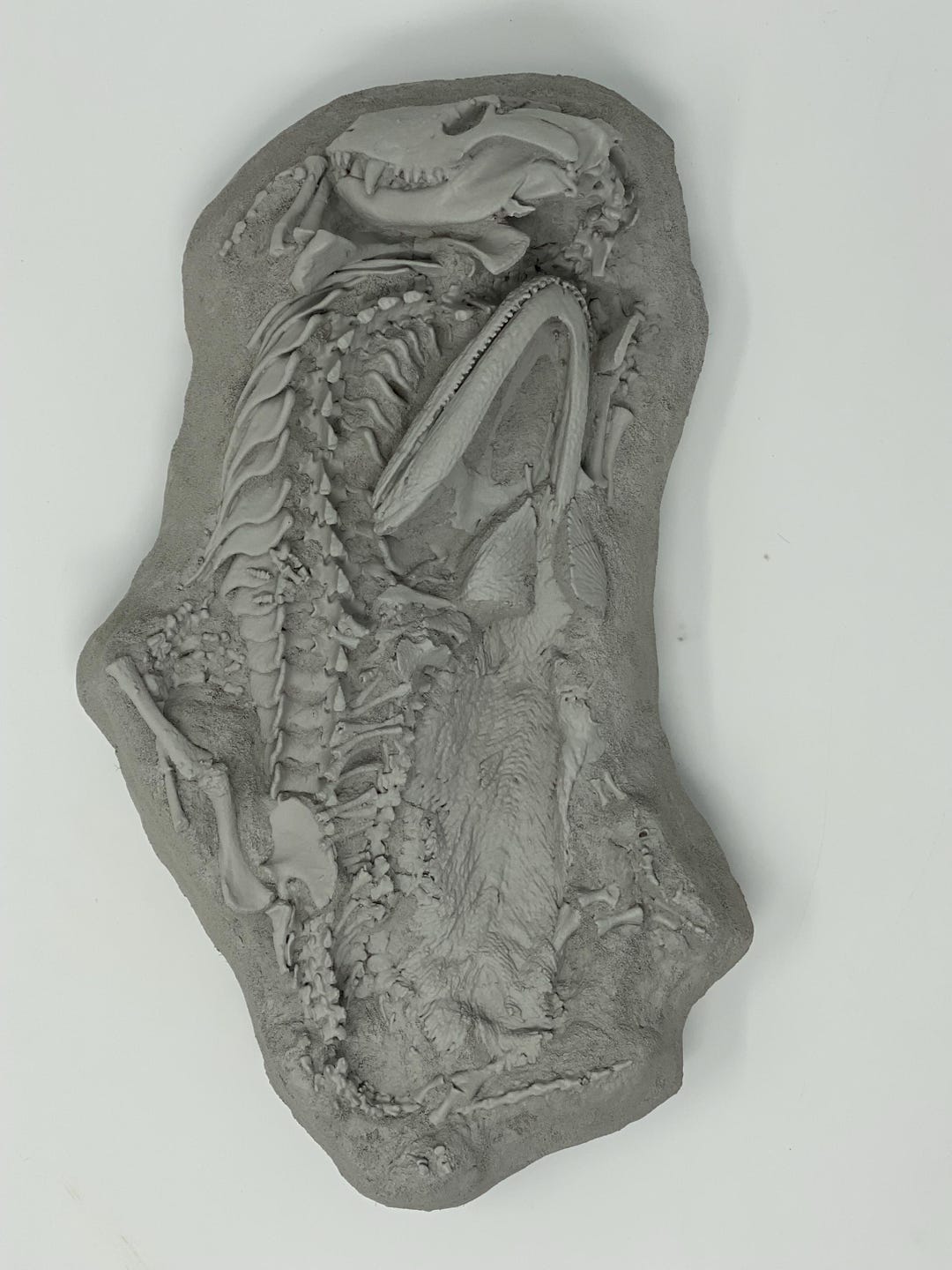 Triassic Cuddle Fossil Replica (broomistega & Thrinaxodon) - Etsy UK