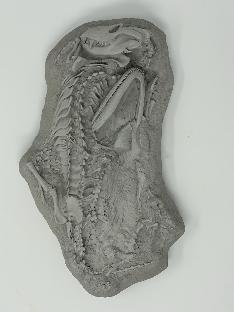 Triassic Cuddle Fossil Replica (broomistega & Thrinaxodon) - Etsy