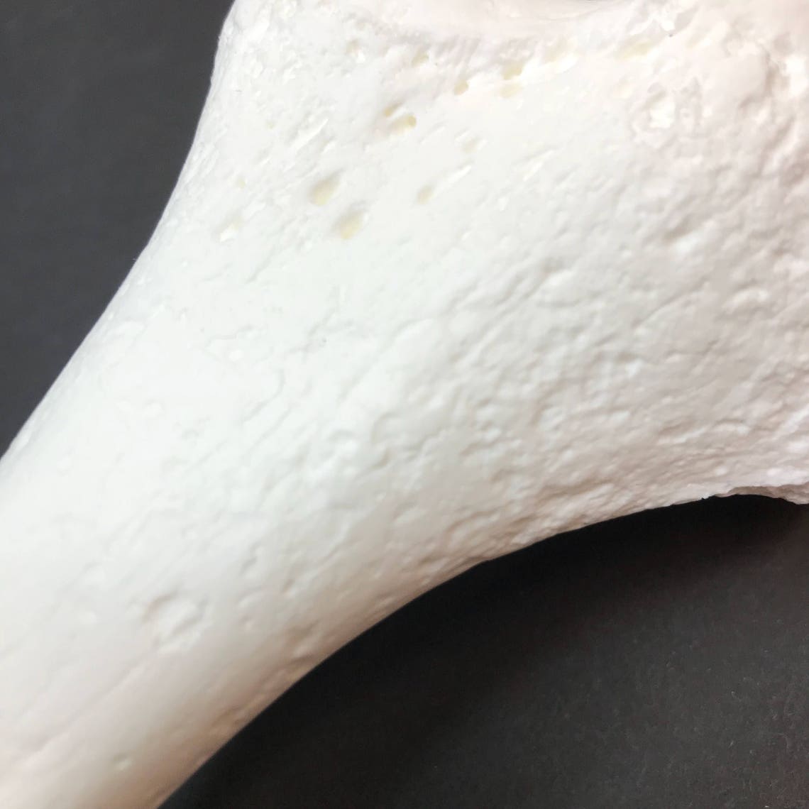 Human Femur Replica | Etsy