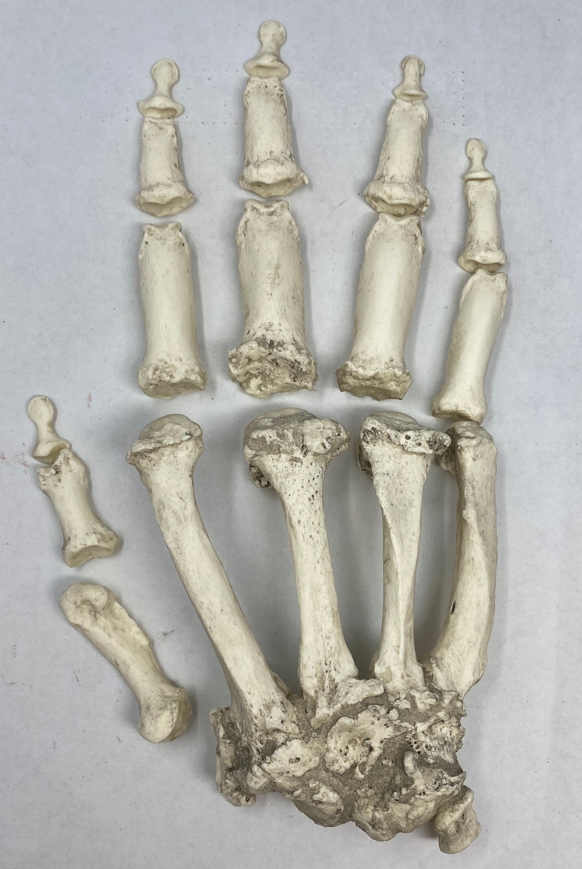 Gorilla Hand Skeletal Semi Articulated Replica - Etsy