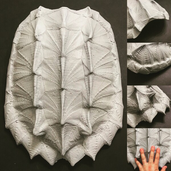 Large Turtle Shell - Etsy