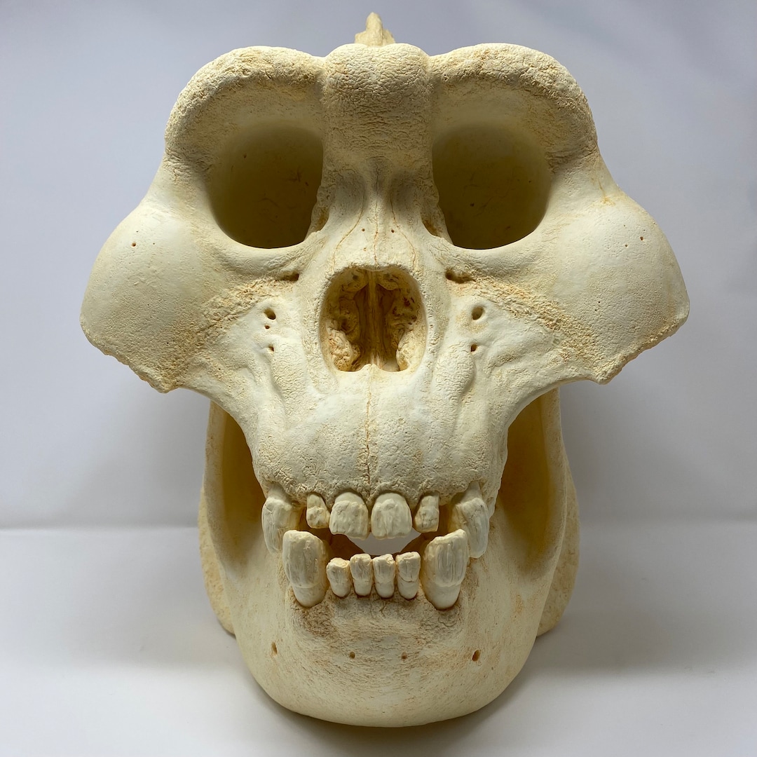 Gigantopithecus Replica Skull - Etsy