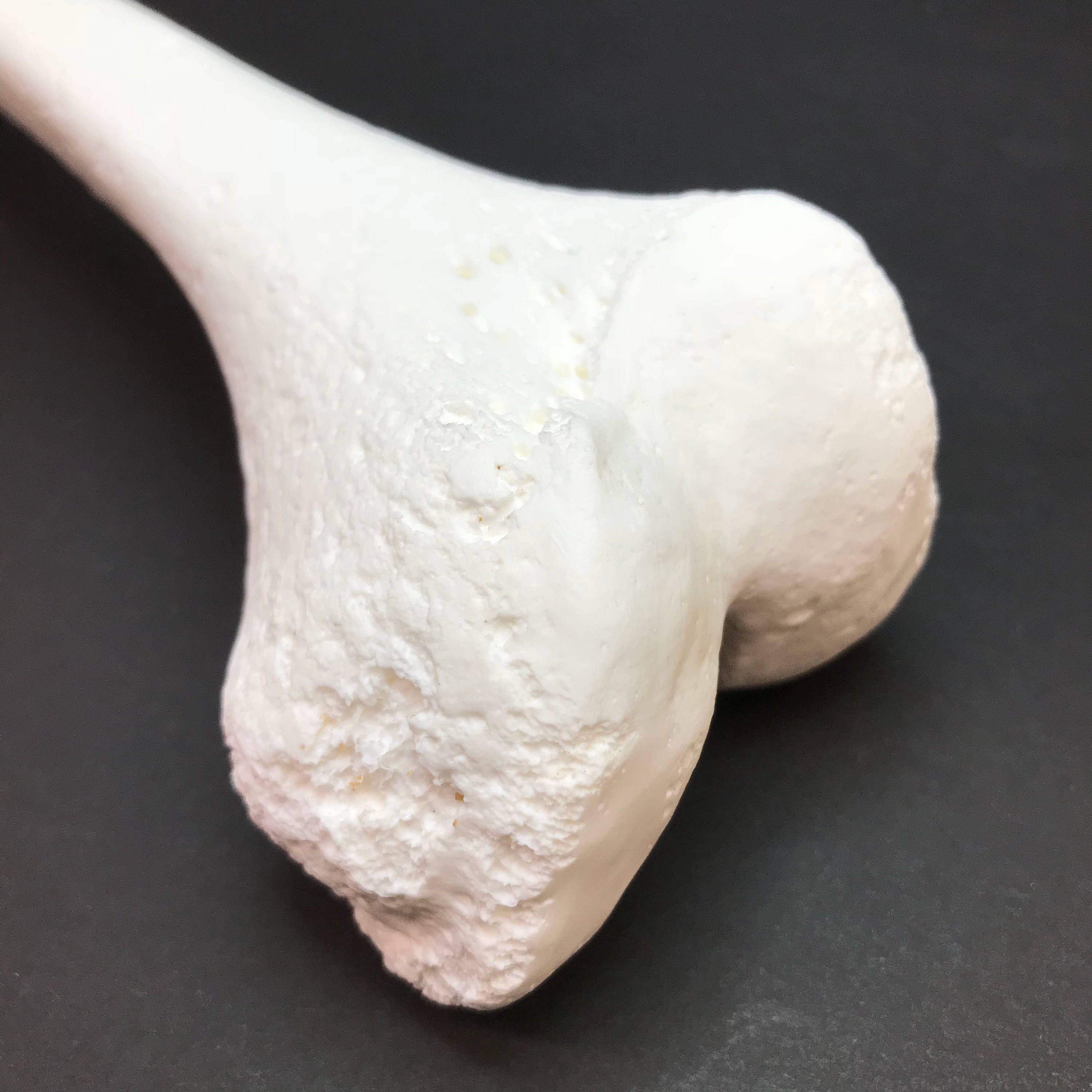 Human Femur Replica - Etsy