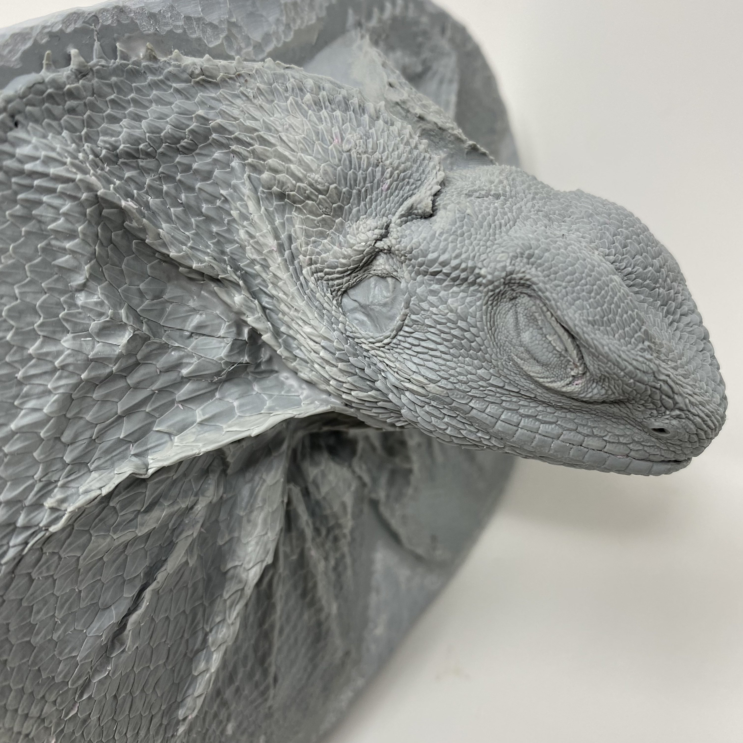 Frilled Lizard