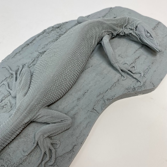 Puerto Rican Lizard Monitor