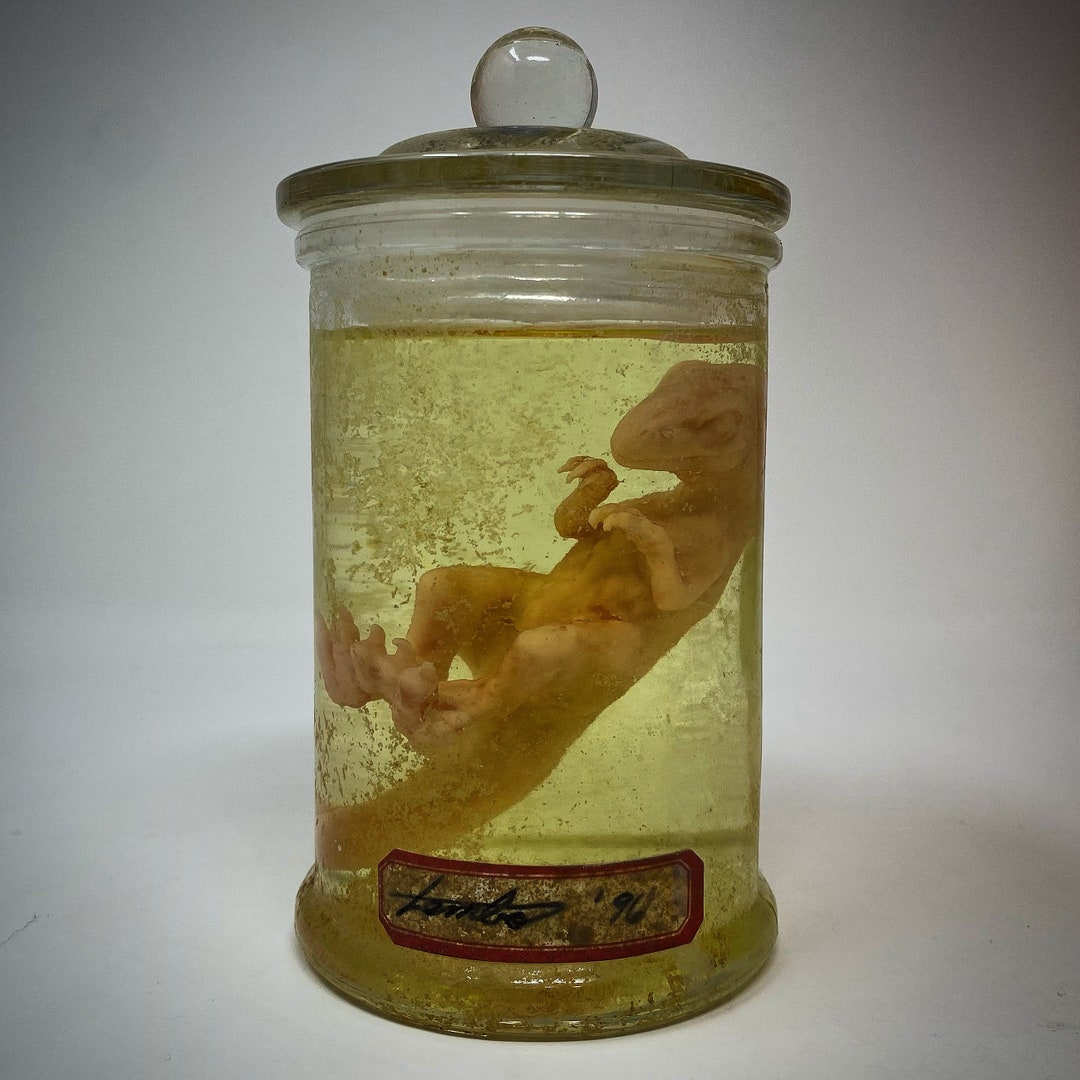 Velociraptor Wet Specimen Silicone Replica Tembo Taxidermy - Etsy