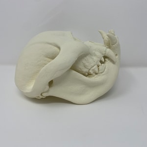 Cyclops Skull Replica by Mick Wood - Etsy