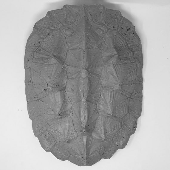 Mata Mata Turtle Shell Replica unpainted | Etsy
