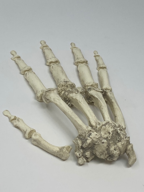 Gorilla Hand Skeleton