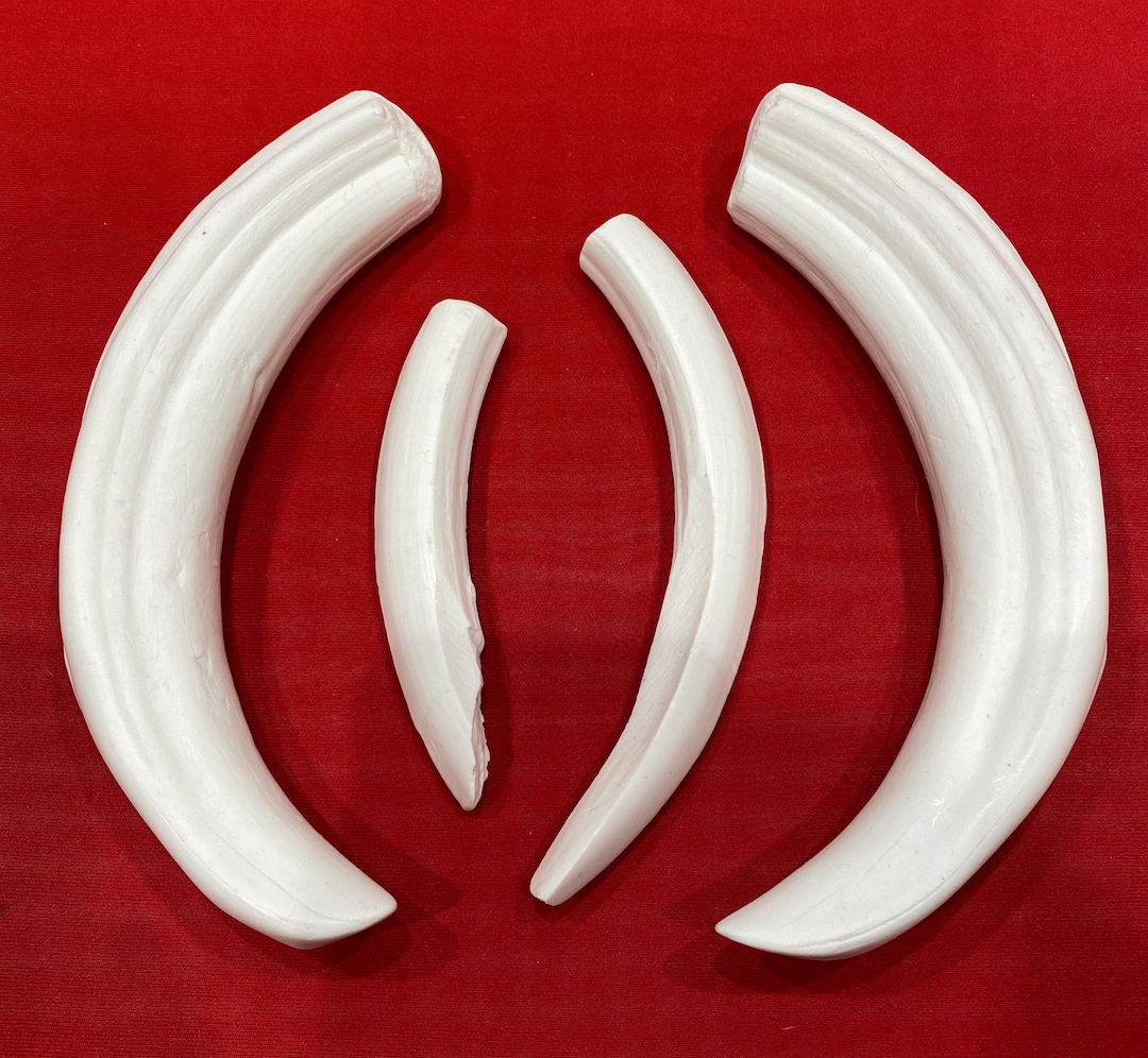 Warthog Replica Teeth* - Etsy