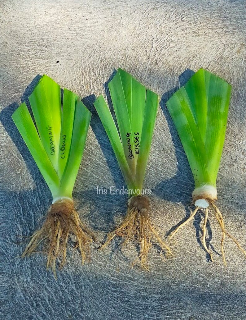 Paris Memory Tall Bearded Iris Rhizome Bareroot Cottage Garden ...