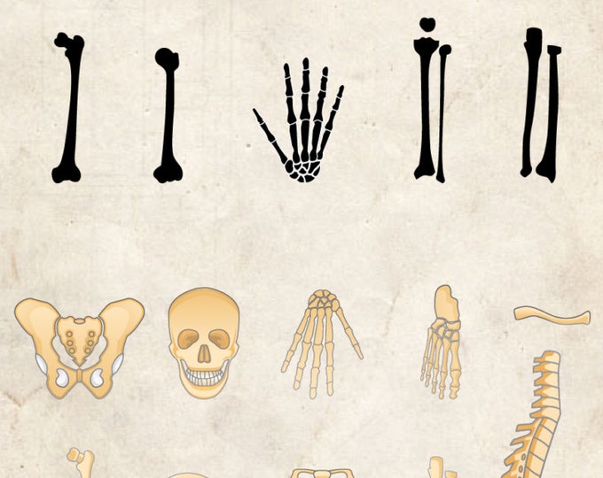 Bones Clip Art ,29 High Resolution Png Human Body Bones, Instant ...