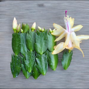 Limelight Dancer (ID#30) Yellow Color HOLIDAY CACTUS Schlumbergera ...