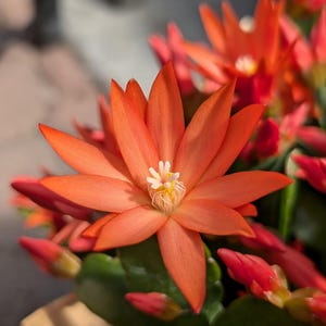 Orange Spring Cactus, Easter Cactus, Rhipsalidopsis Gaertneri - Etsy