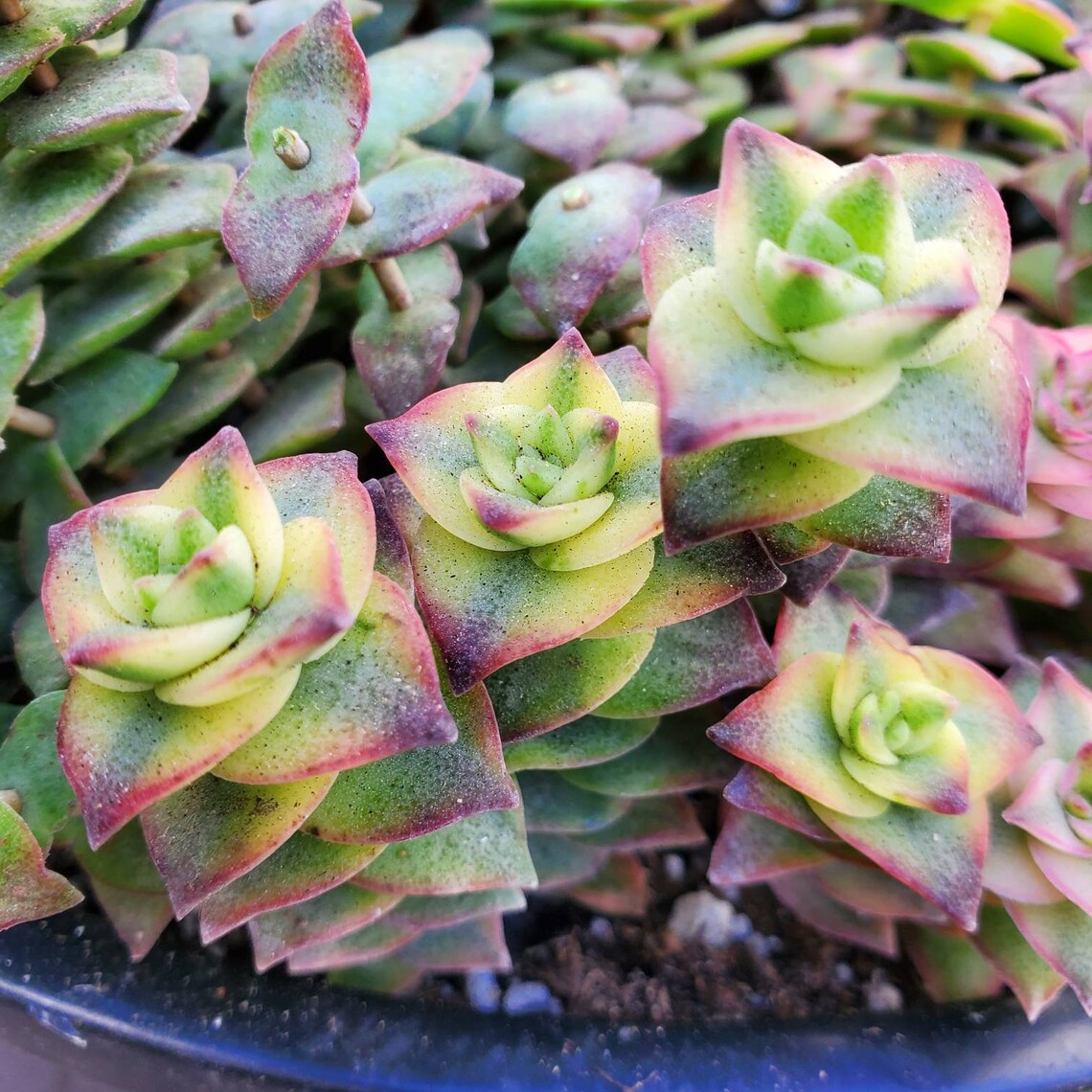 1/3/5 Cuttings Crassula Perforata 'variegata' Succulent Cuttings, NO ...