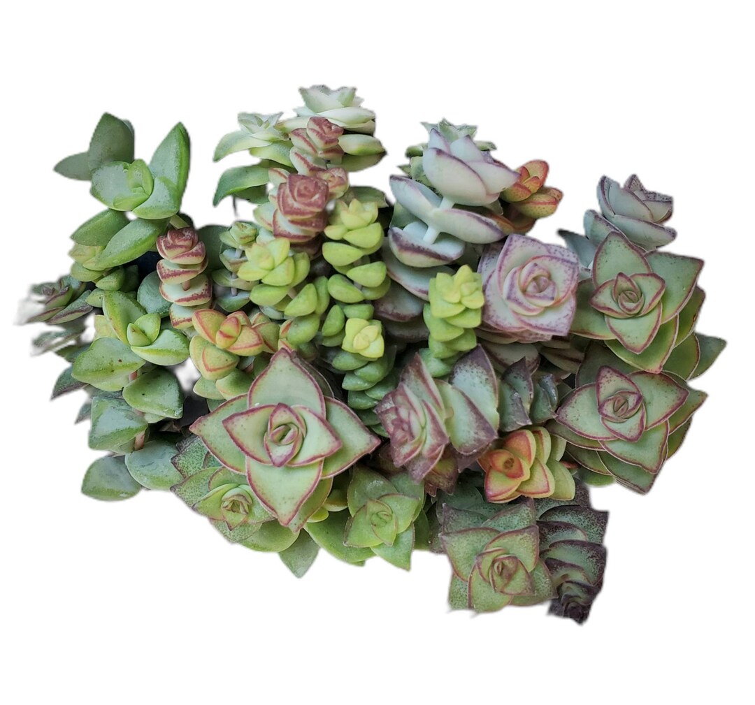 10 Cuttings 5 Variety Crassula Perforata - String of Buttons Collection ...