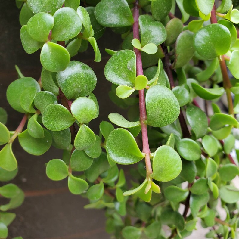Succulent Cuttings Portulacaria Afra Prostrata/decumbent - Etsy