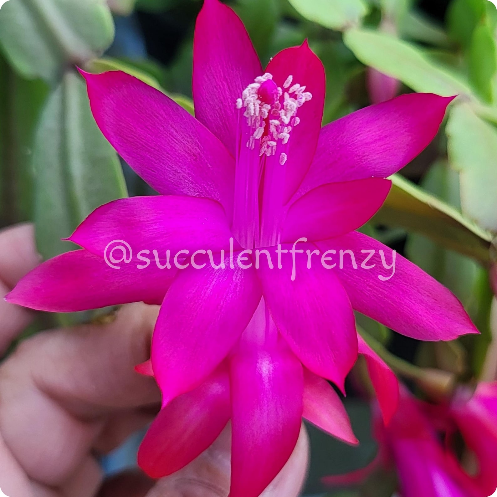 Jungle Cactus Collection Holiday TRUE Christmas Cactus Schlumbergera ...