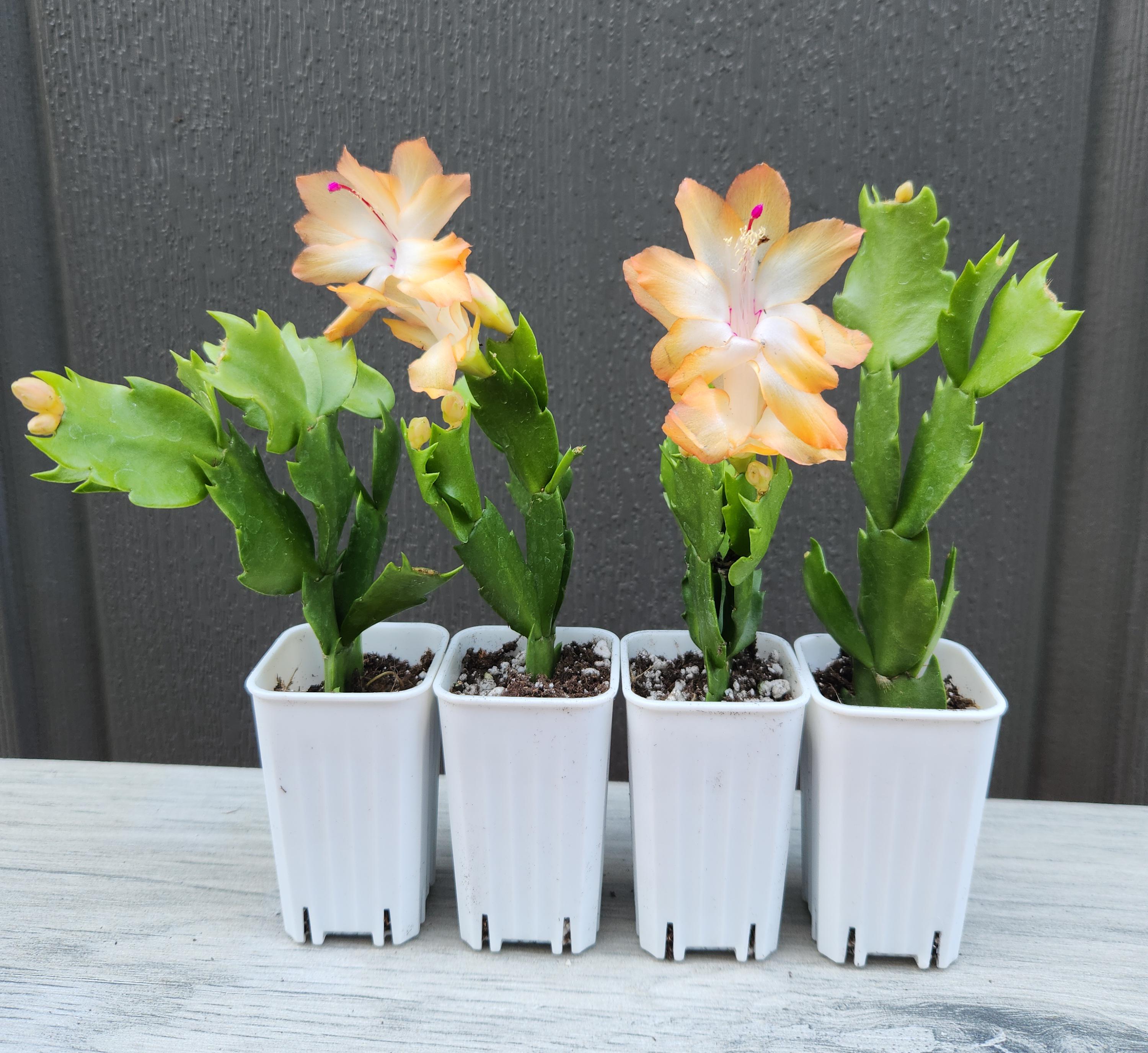 Thanksgiving Cactus Yellow NOID *exact Plant* Schlumbergera Bridgesii ...