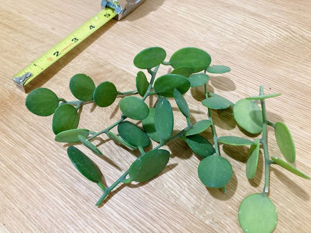 String of Coins Cuttings Xerosicyos Danguyi / Silver Dollar NO ROOTED ...