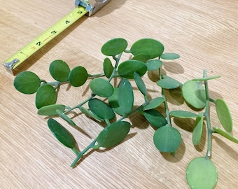 Silver Dollar Vine / String of Coins 'xerosicyos Danguyi' Rooted Plants ...