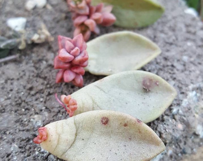 20 Leaves Leaf Graptosedum 'alpenglow' Vera Higgins Succulent ...