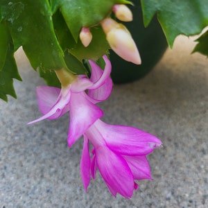 PANDORA 13 Schlumbergera Bridgesii Holiday Thanksgiving Christmas ...