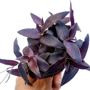 Jose Puig Black Tradescantia Gibasis Fluminensis House Plants Live ...