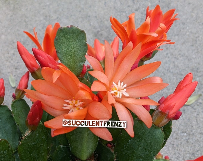 Orange Spring Cactus, Easter Cactus, Rhipsalidopsis Gaertneri ...