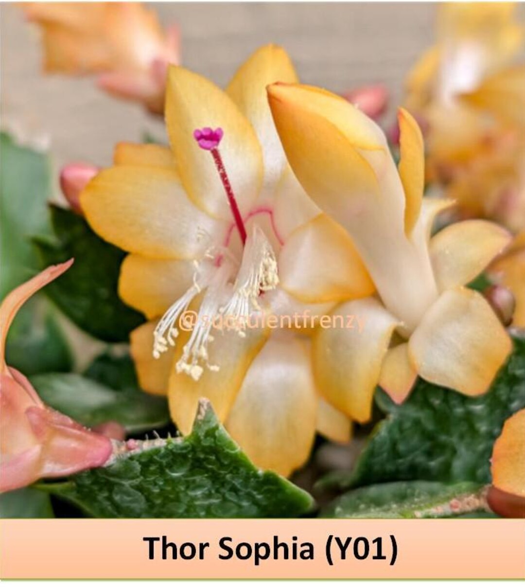 Thor Sophia Yellow (Y01) Cuttings Schlumbergera Truncata - Holiday Cactus 2026 - Etsy