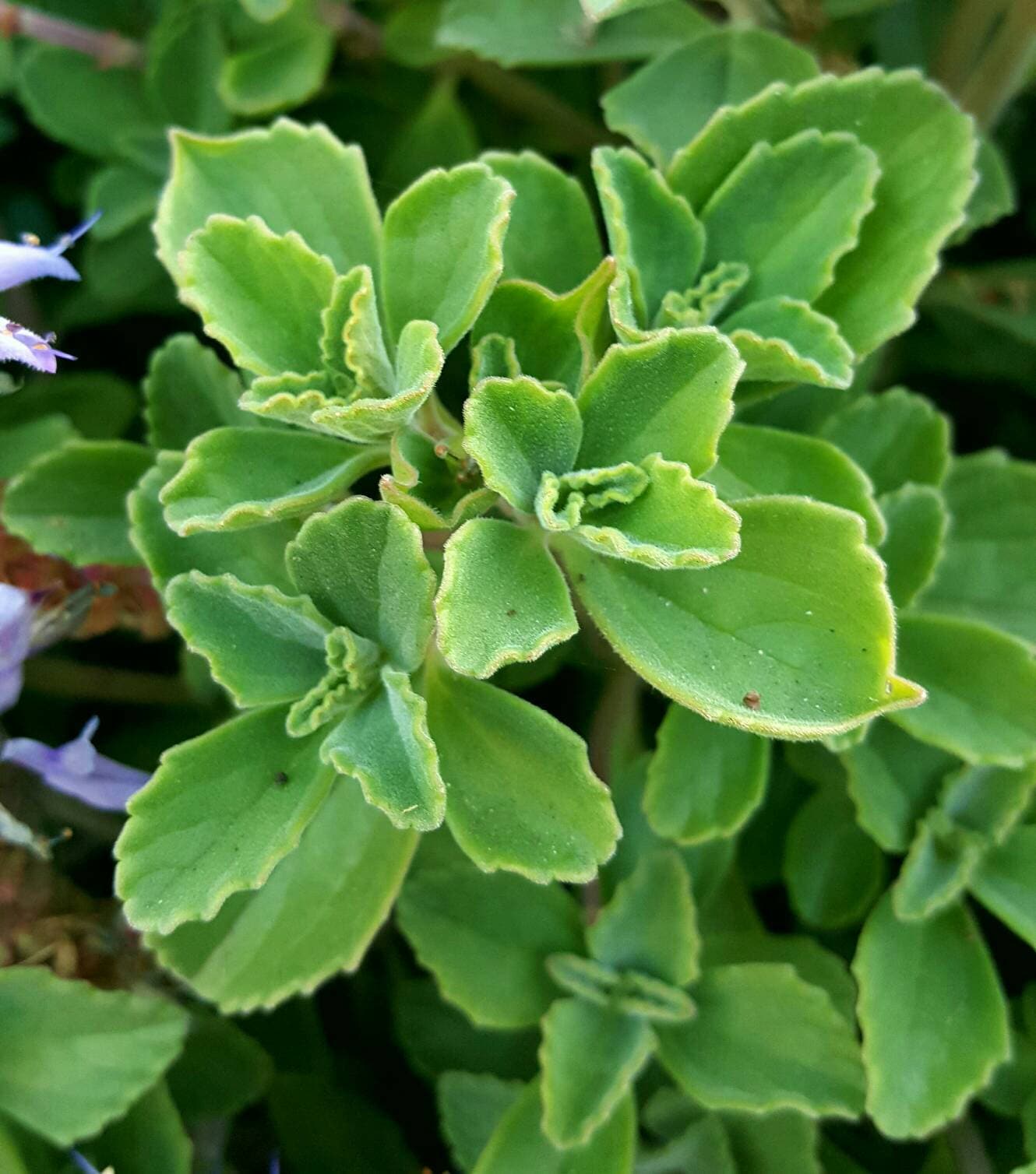 10 UNROOTED Cuttings Plectranthus Neochilus Lobster Flower - Etsy Australia