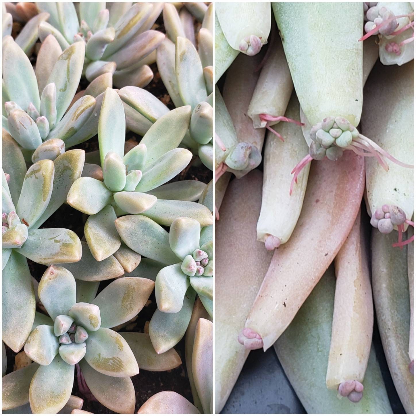20 Leaves Graptosedum Francesco Baldi Succulent Leaf Leaves - Etsy