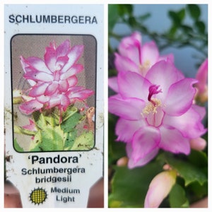 PANDORA 13 Schlumbergera Bridgesii Holiday Thanksgiving Christmas ...