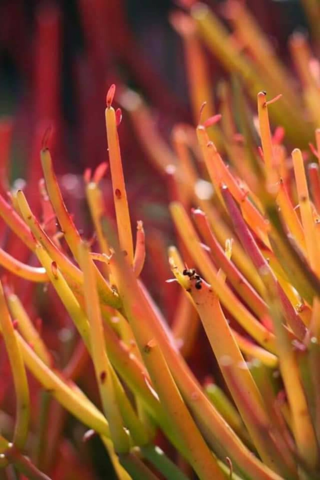 12x Euphorbia Tirucallii Sunfire 'sticks on Fire' Red Pencil Tree Plant ...