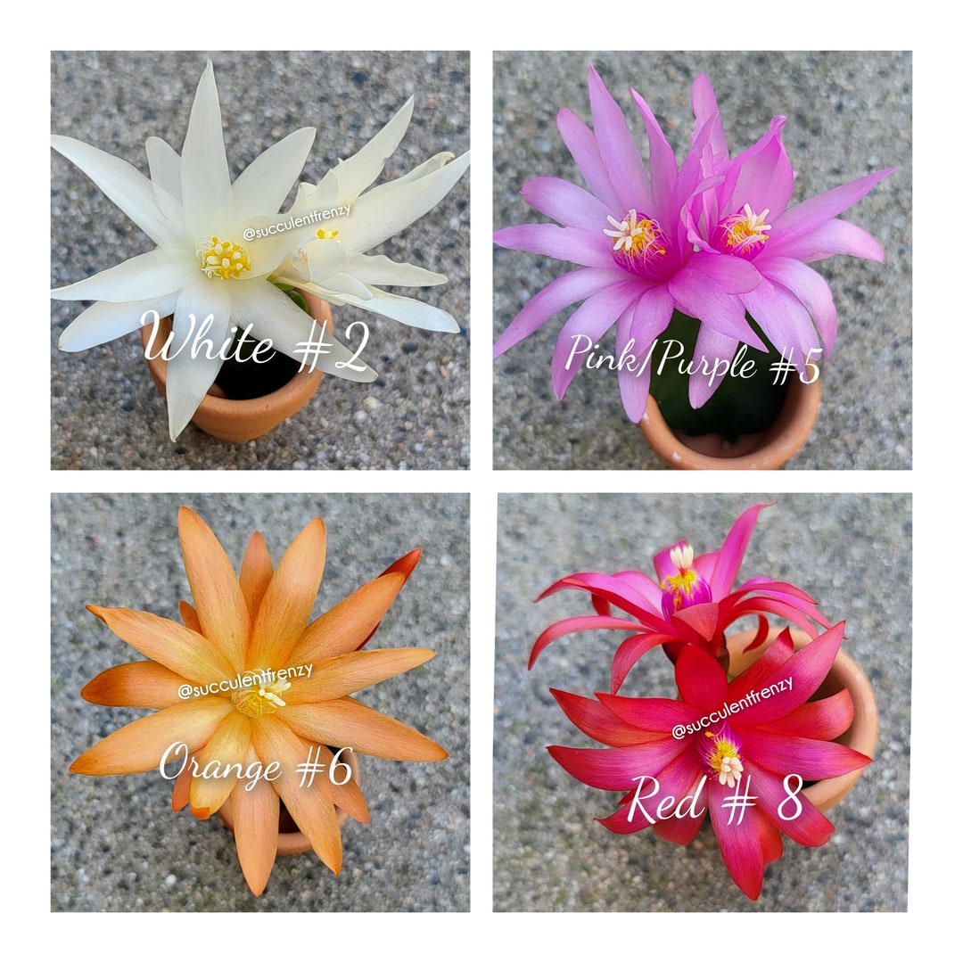 Spring Cactus, Easter Cactus, Rhipsalidopsis Gaertneri - Unrooted ...