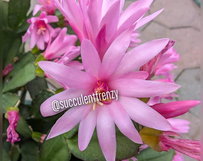 Spring Cactus, Easter Cactus, Rhipsalidopsis Gaertneri - Unrooted ...