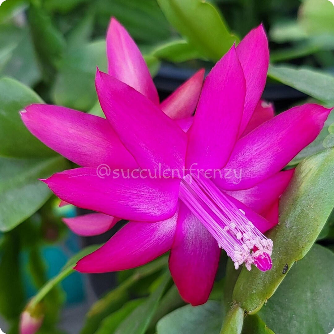 Holiday TRUE Christmas Cactus Schlumbergera Bridgesii Fuchsia Flower ...