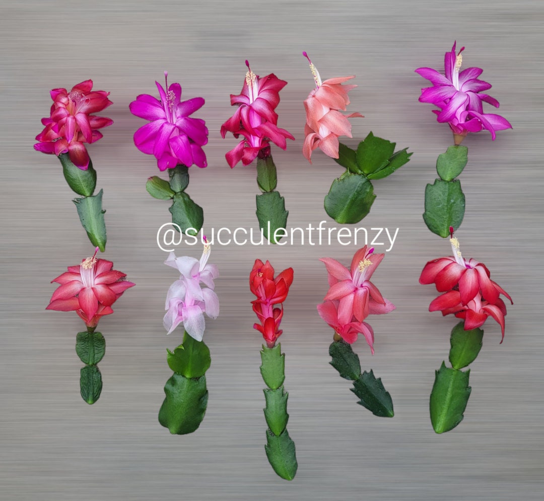 Holiday Christmas Cactus MIXED COLORS Schlumbergera Truncata ...