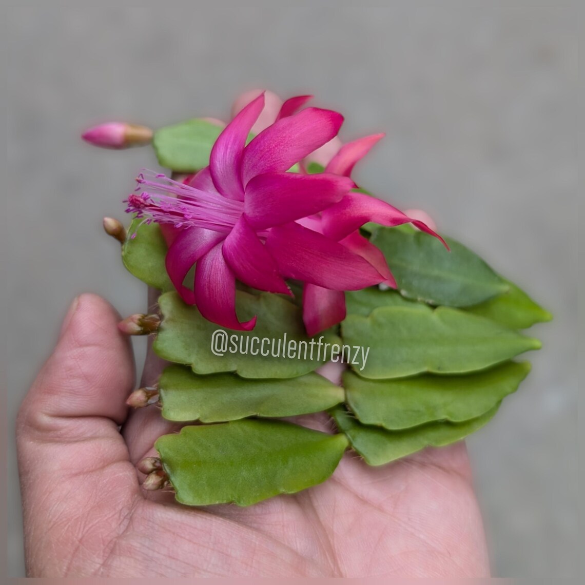 Jungle Cactus Collection Holiday TRUE Christmas Cactus Schlumbergera ...
