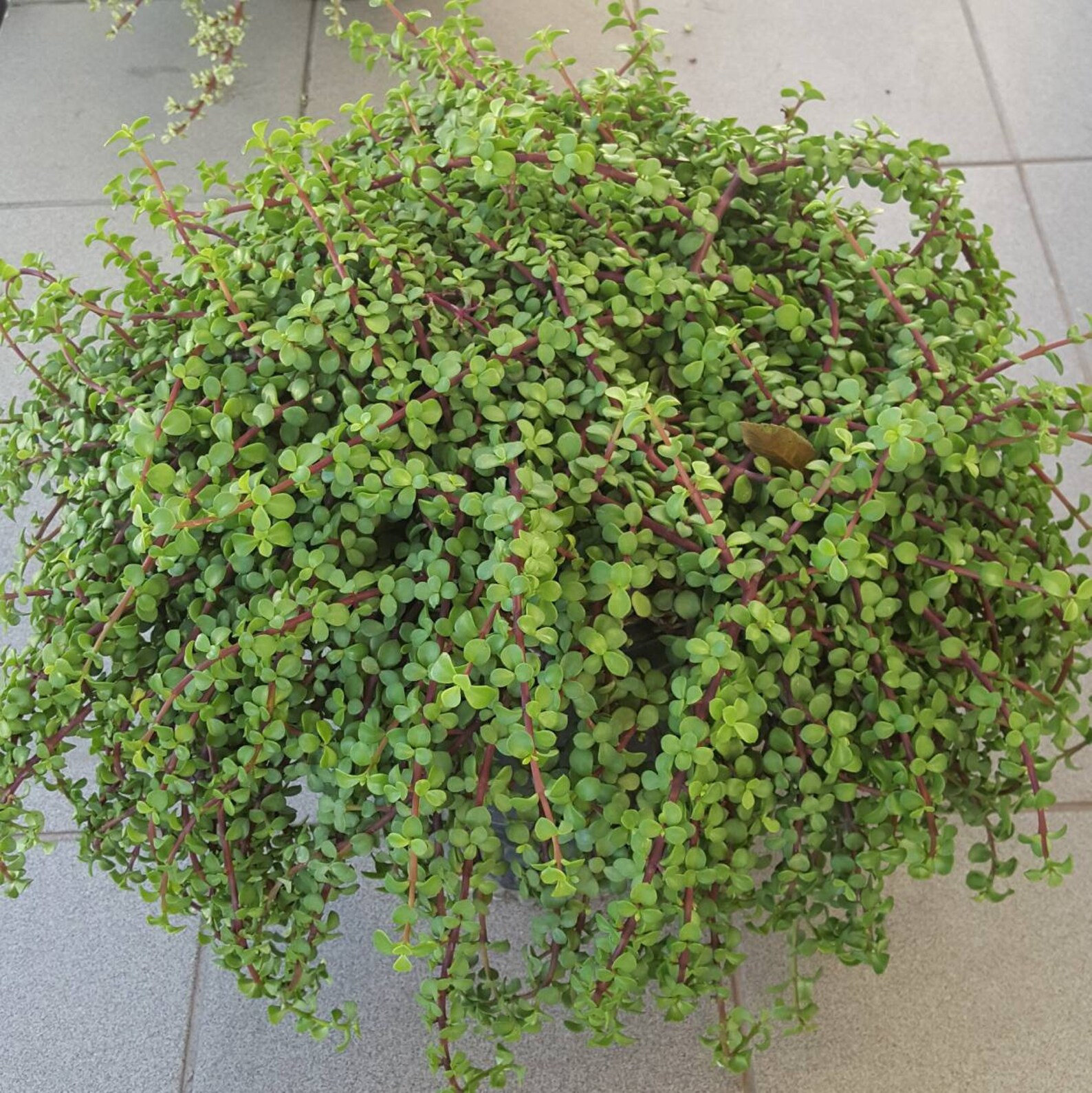 Succulent Cuttings Portulacaria Afra Prostrata/decumbent, Trailing ...
