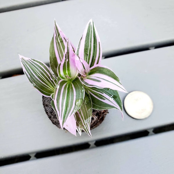 Wandering Jew - Etsy