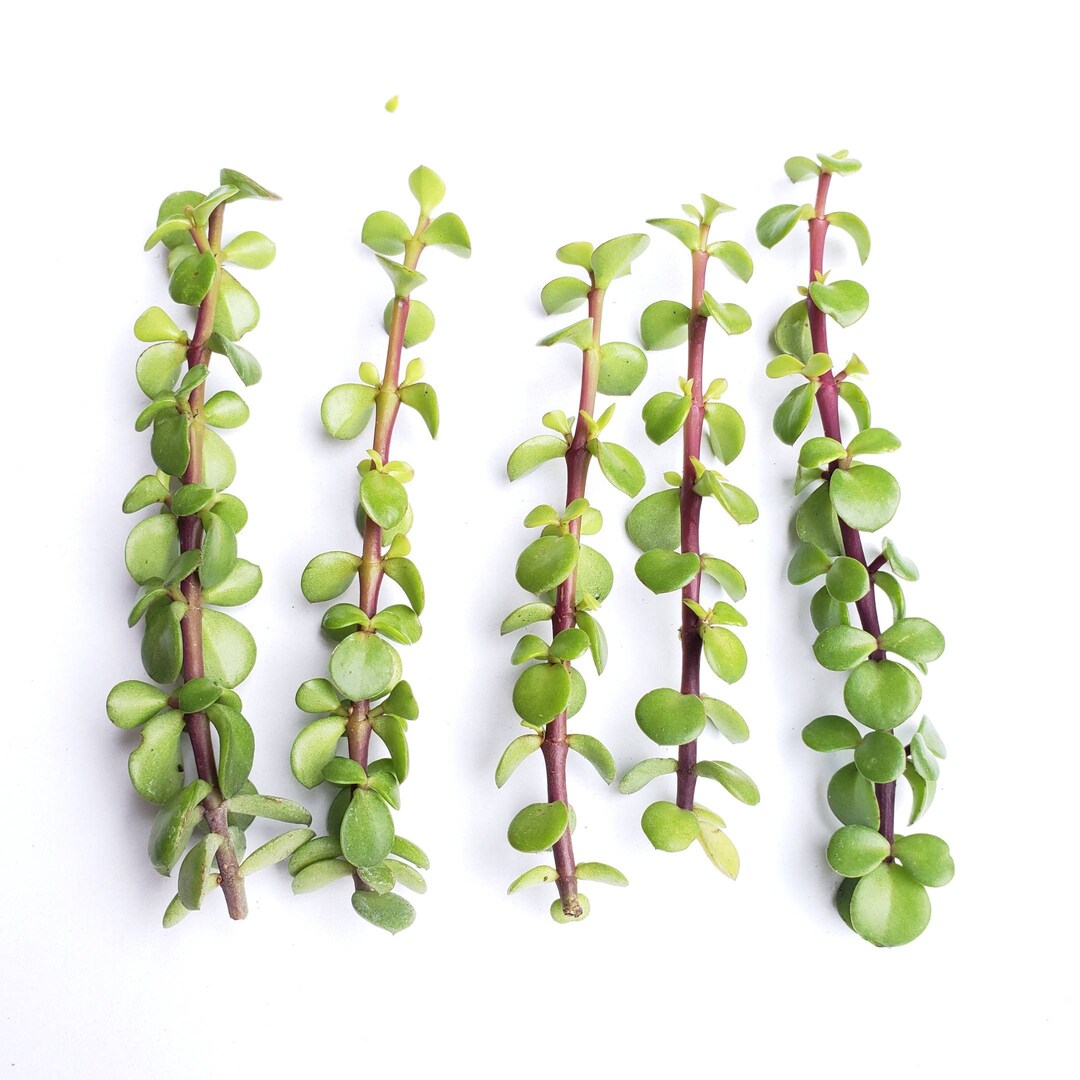 Succulent Cuttings Portulacaria Afra Prostrata/decumbent, Trailing ...