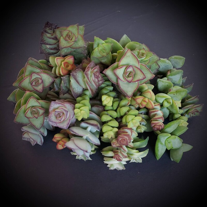 String of Buttons - Etsy