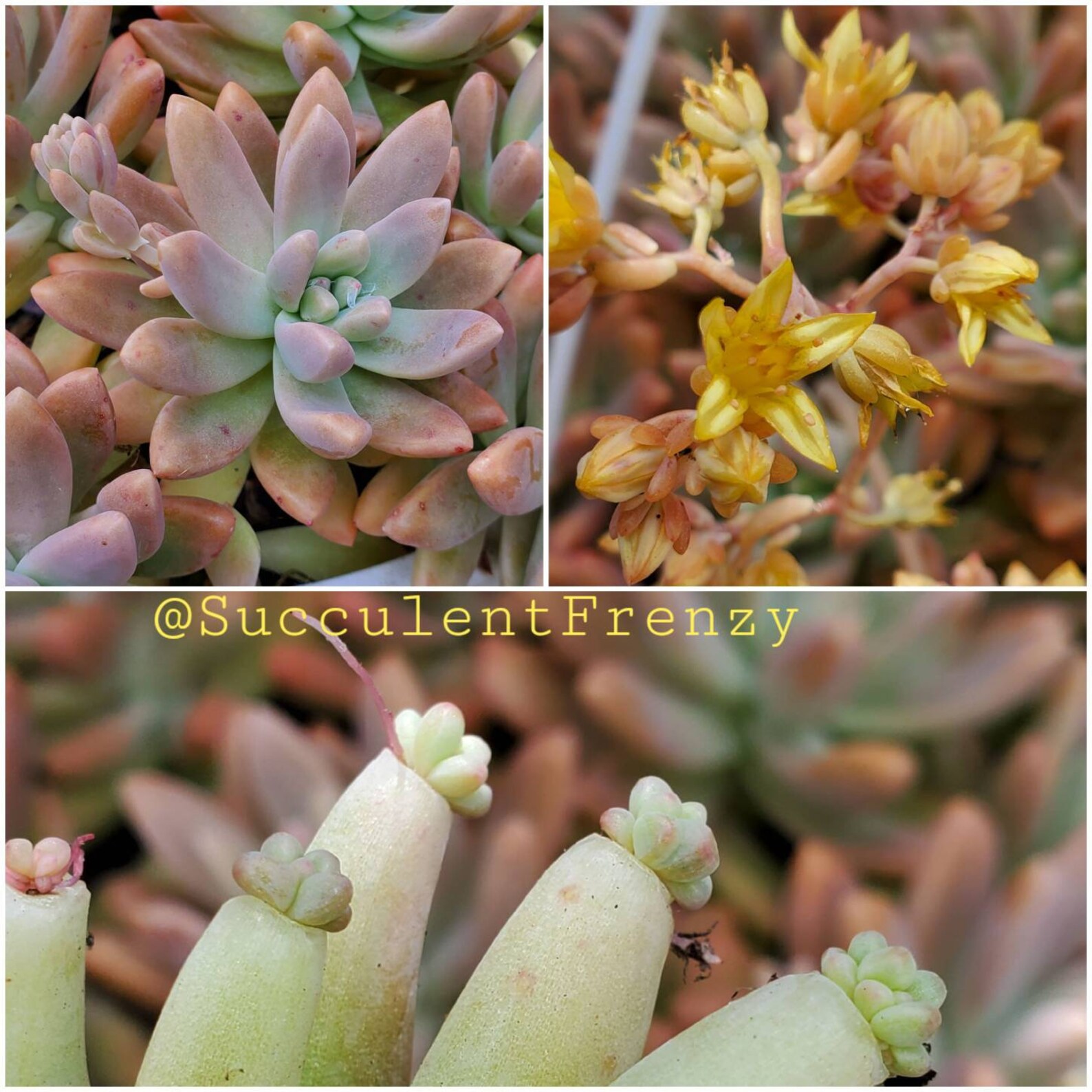 20 Leaves Graptosedum Francesco Baldi Succulent Leaf Leaves - Etsy