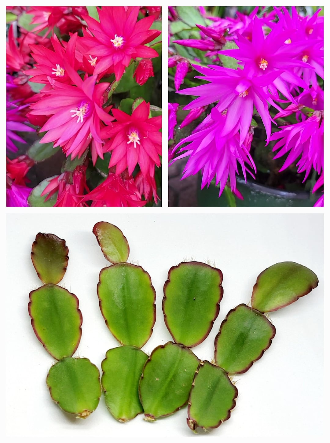 Spring Cactus, Easter Cactus, Rhipsalidopsis Gaertneri Unrooted ...
